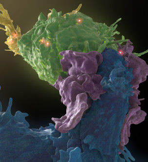 Biophysics on World AIDS Day 2015 | Biophysical Society