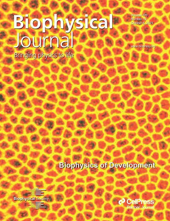 A Colorful Look Into Developmental Cell Cycles