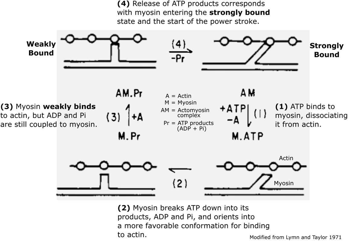 The Myosin Cross-Bridge Cycle The Myosin Cross-Bridge Cycle