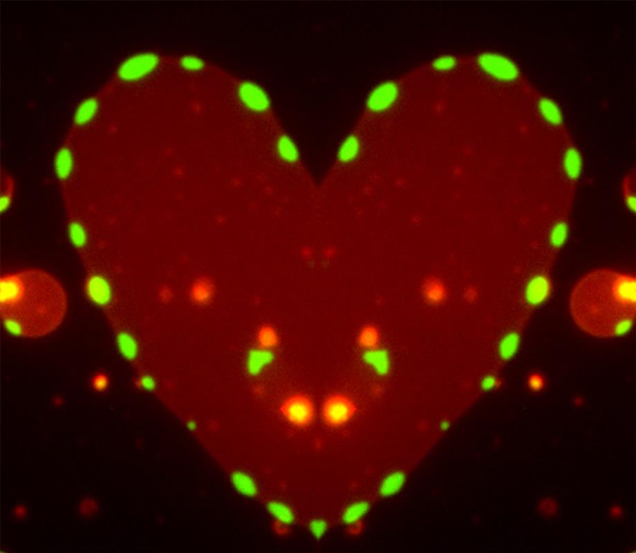The Art of Science: Heart of Science | Biophysical Society