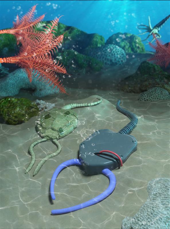 Ancient Sea Creatures & Soft Robotics | Biophysical Society