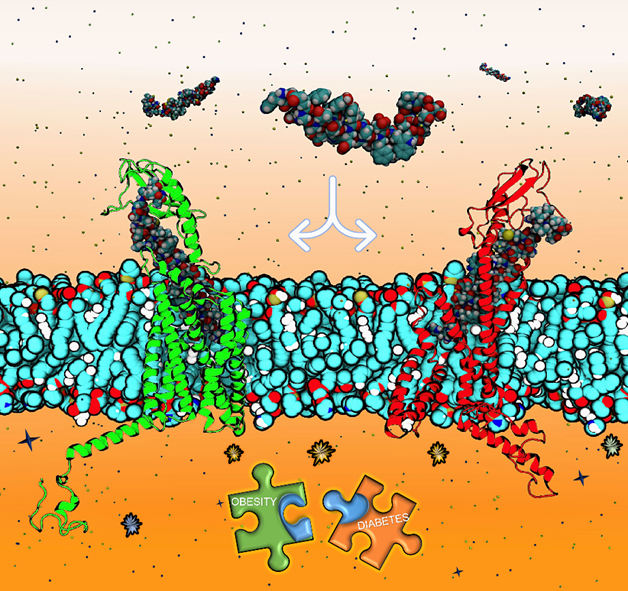 Computational Peptide Design | Biophysical Society