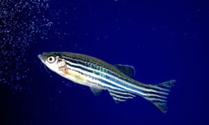 Zebrafish Mechanobiology- Spinal Cords | Biophysical Society