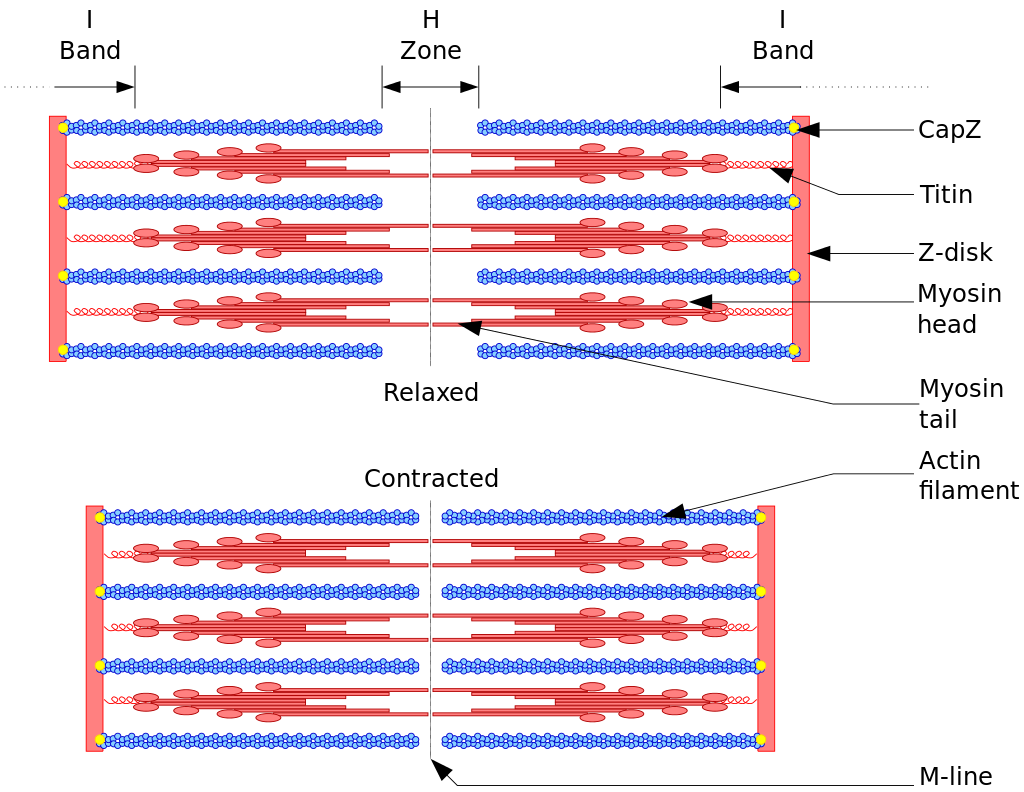 Muscle Contraction & Sliding Filaments | Biophysical Society